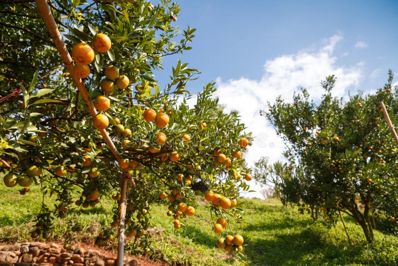 Arancia Fresca Sulla Pianta, Arancio. Immagine Stock - Immagine di ...