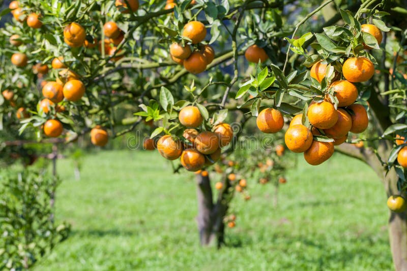 Arancia Fresca Sulla Pianta, Arancio. Fotografia Stock - Immagine di ...