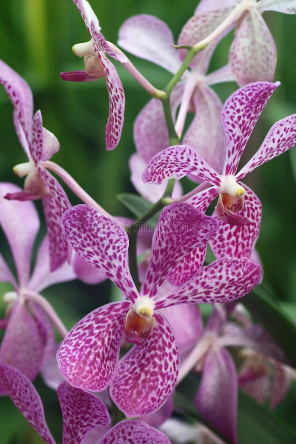 Aranda Christine Orchid stock image. Image of blooming - 64141693