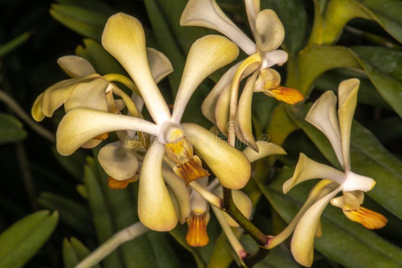 Vanda Dearei Stock Photos - Free & Royalty-Free Stock Photos from ...