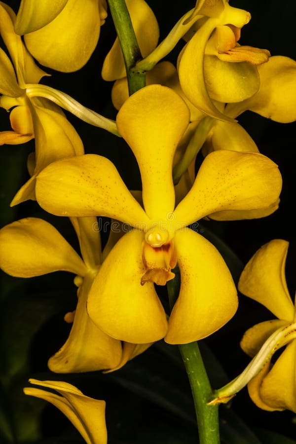 Aranda Orchid stock photo. Image of orchid, background - 188802130