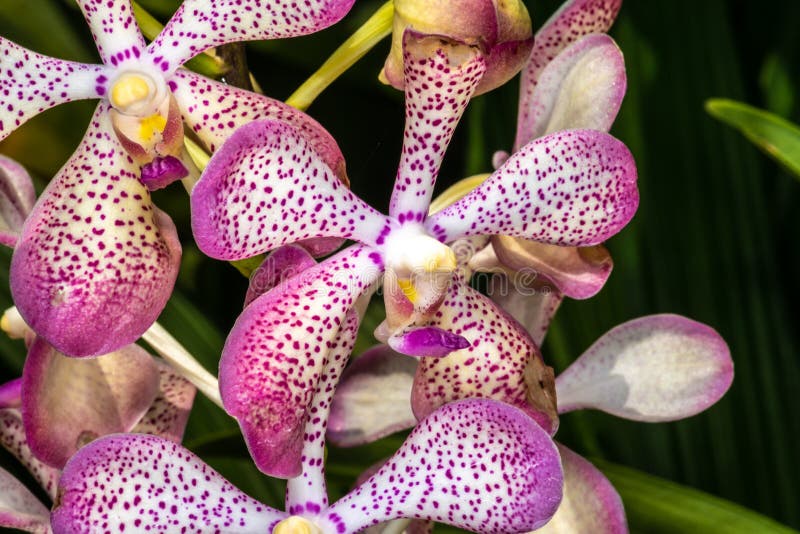 Aranda Orchid stock photo. Image of orchid, closeup - 188802132