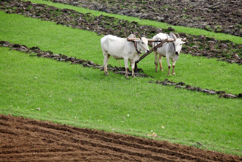 Arando o campo do arroz foto de stock. Imagem de nave - 37515600