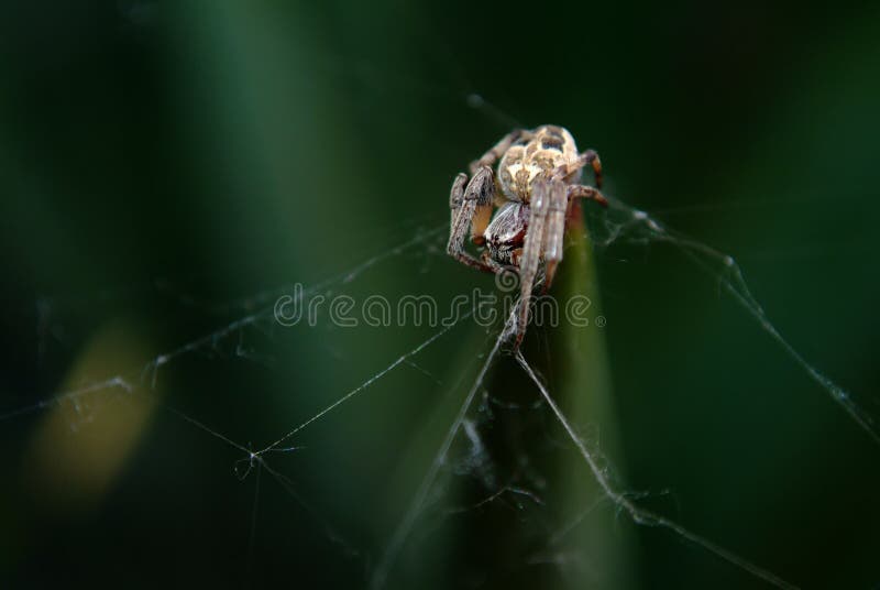 Araneae spider stock photo. Image of natural, light, details - 54499200