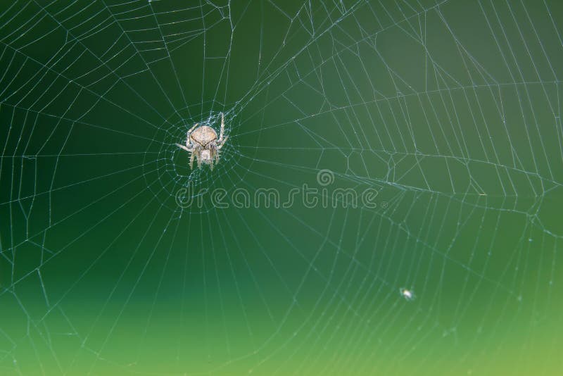 Araneidae spider stock photo. Image of araneidae, animal - 280496942