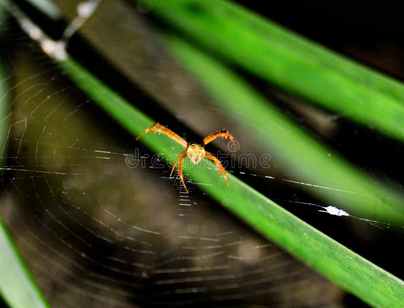 Araneidae Spiders are Sitting Quietly in Their Nests Stock Photo ...