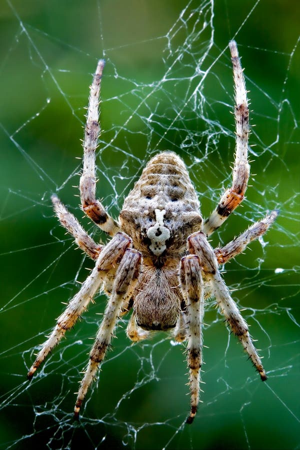 Araneus Angulatus stock photo. Image of hear, araneus - 28222084