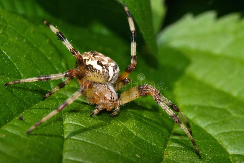 Araneus diadematus stock photo. Image of threat, eyes - 27367254