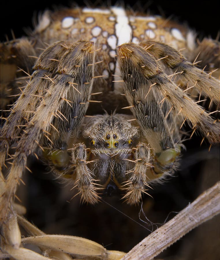 Araneus Diadematus Spider Posing on His Web Stock Photo - Image of ...