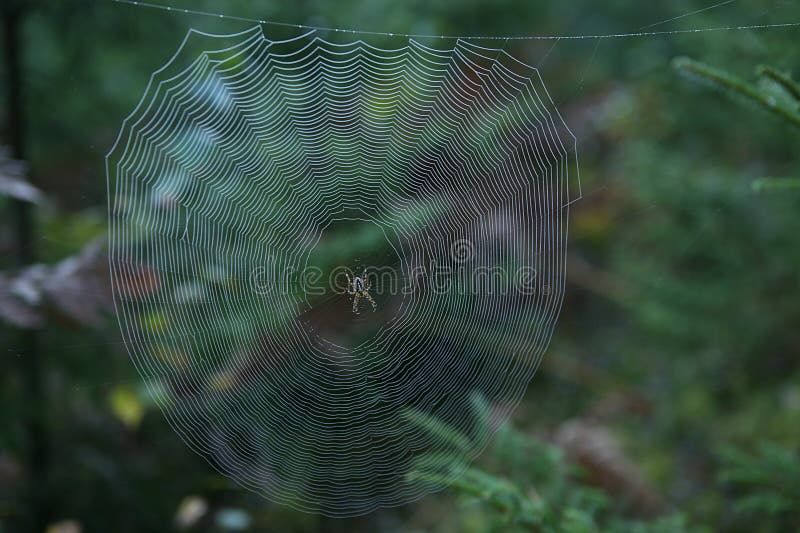 Cobweb with Cross Spider in Forest. Stock Image - Image of cobweb ...