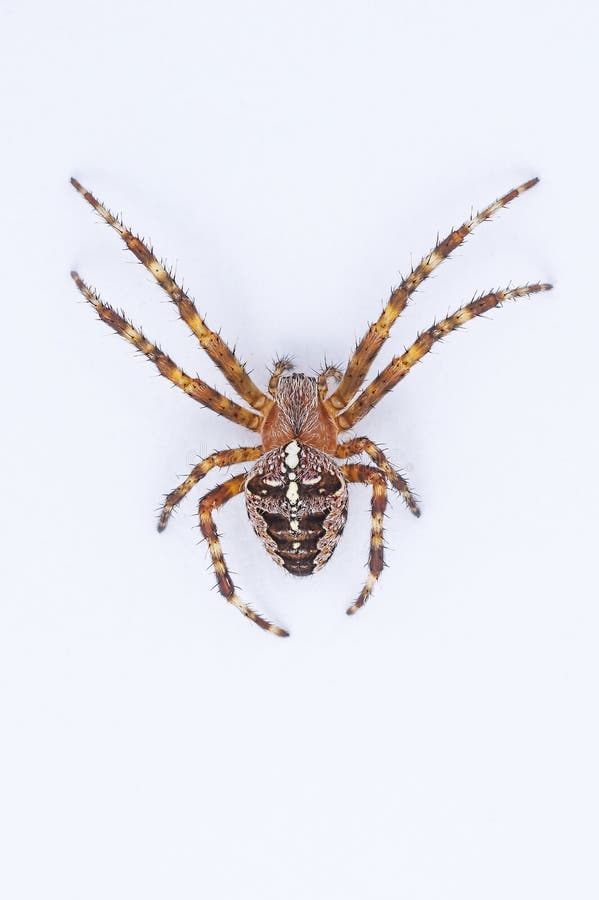 Araneus Diadematus Spider on White Stock Photo - Image of white ...