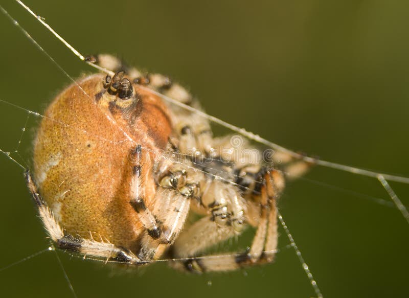 Araneus quadratus stock image. Image of araneus, threads - 17619063