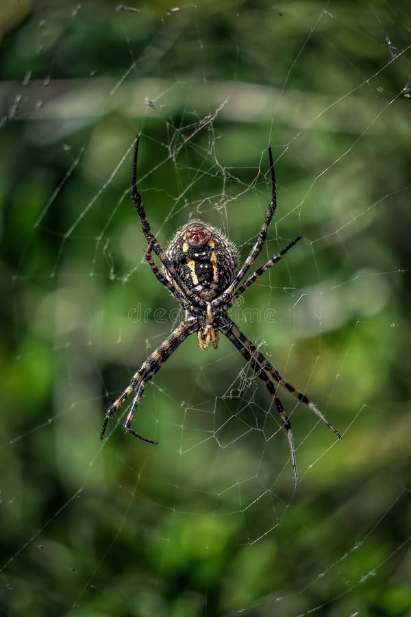 Araneus Spider stock image. Image of green, raising, legs - 40341607