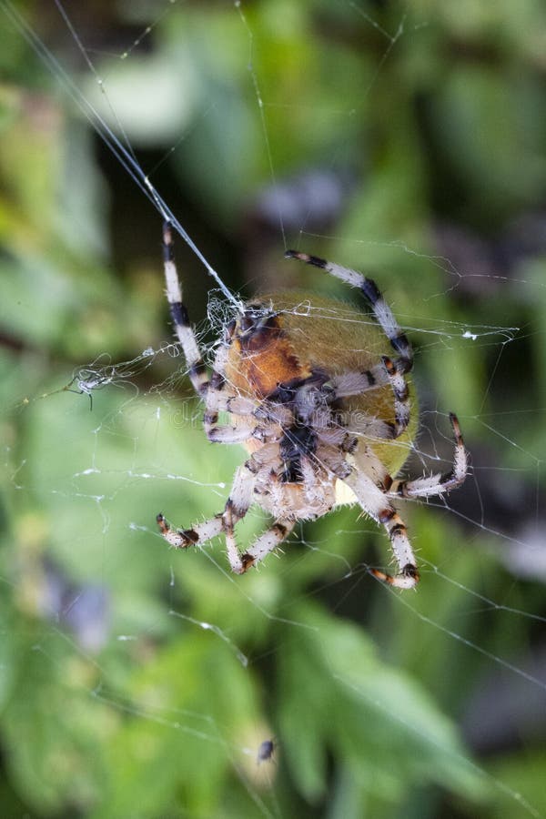 Araneus Spider Female in the Web, a Huge Female Araneus Spider is ...