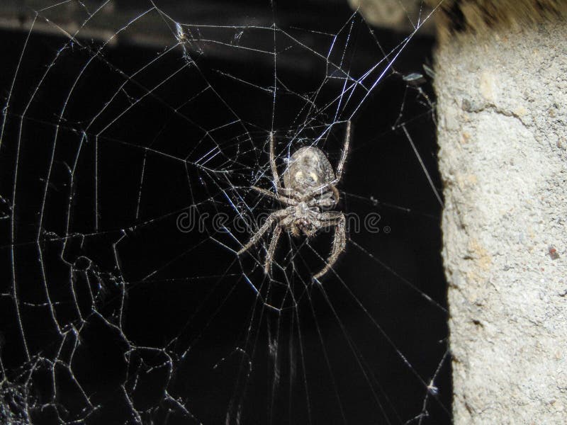 Araneus Ventricosus Spider on Spider Web during the Night Stock Image ...