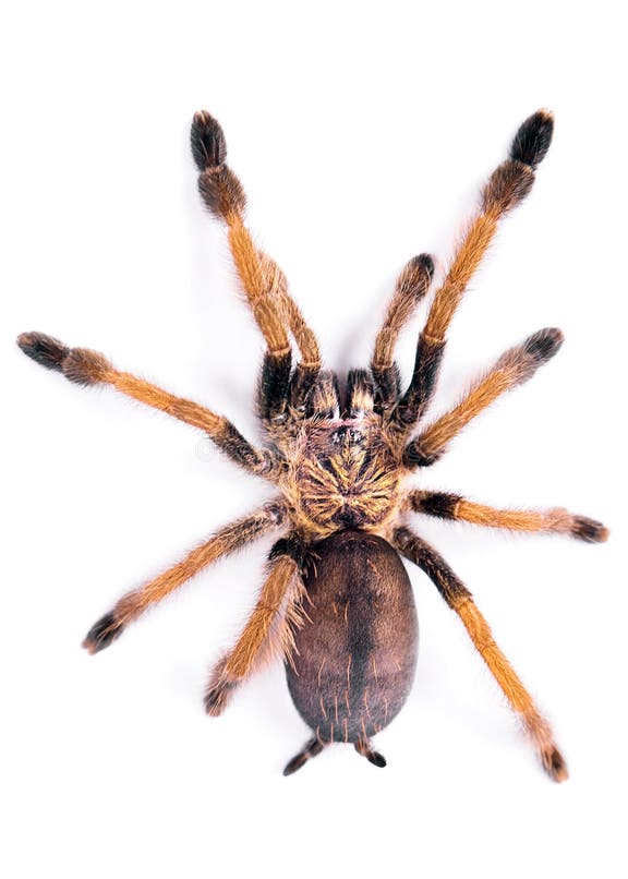 Aranha imagem de stock. Imagem de arrepiante, fundo, selvagem - 11066765