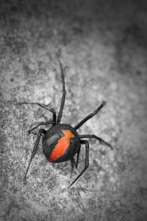 Aranha-redback australiana imagem de stock. Imagem de preto - 16788079