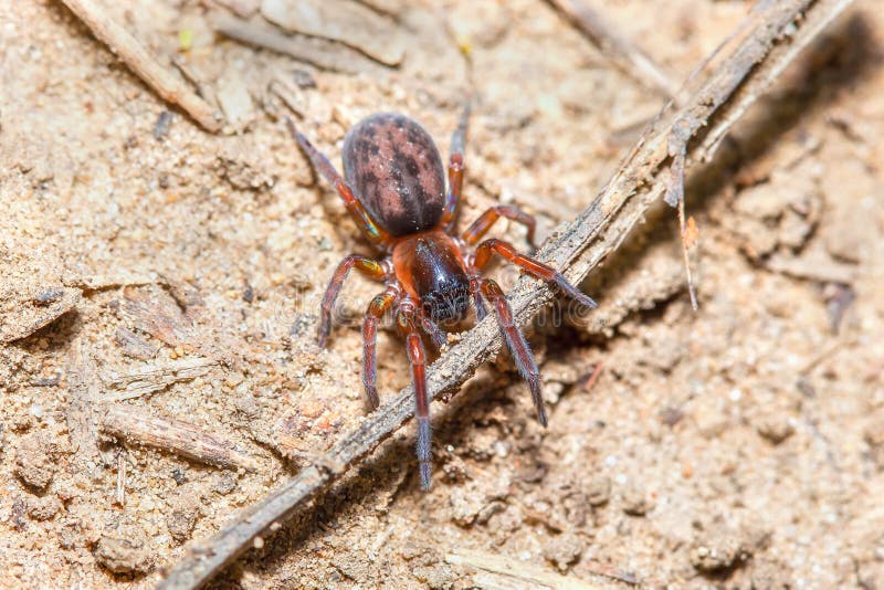 Blackwalli De Scotophaeus - Aranha Do Rato Foto de Stock - Imagem de ...