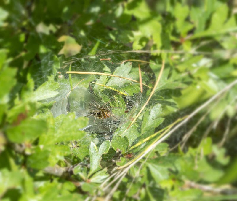 Aranha da Funil-Web foto de stock. Imagem de predador - 108500164