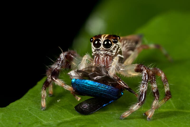 Aranha De Salto Que Come O Besouro Foto de Stock - Imagem de flora ...