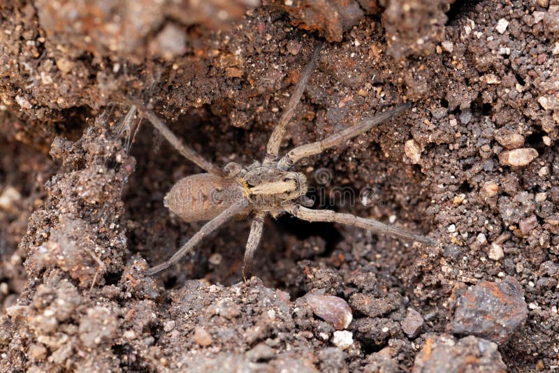 Aranha da Funil-Web foto de stock. Imagem de habitat - 55493614