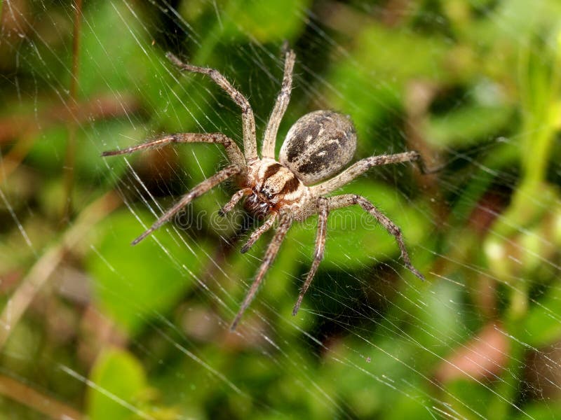 Aranha Do Fúnil Em Fôrma De Teia De Aranha Foto de Stock - Imagem de ...