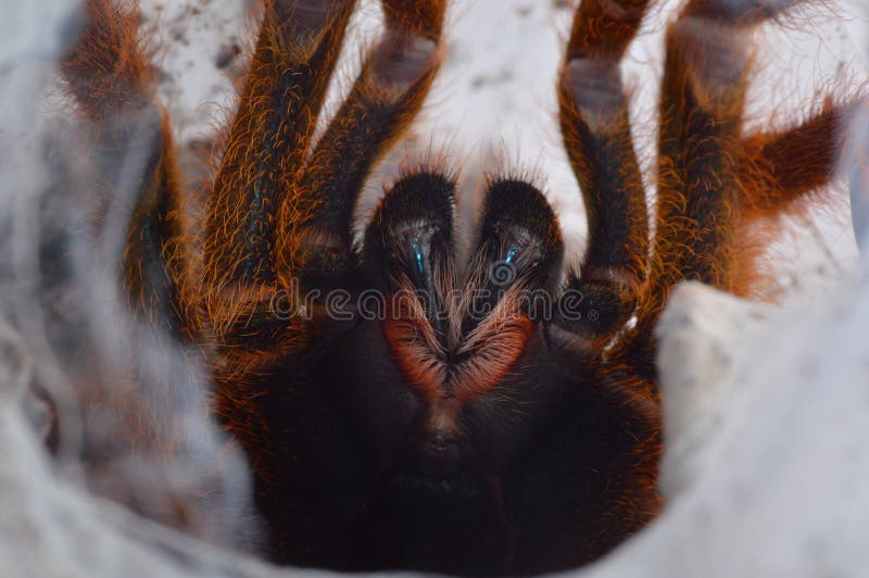 Aranha-do-pterminal Ochilus Murinus Usambara Fecha Foto de Stock ...