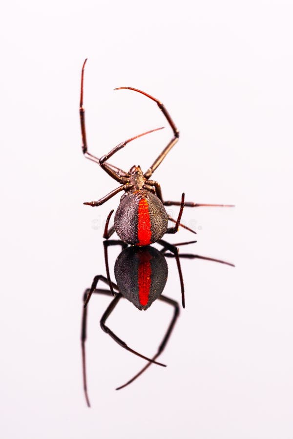Aranha-do-dorso Ou Latrodectus Hasseltii Satara Foto de Stock - Imagem ...