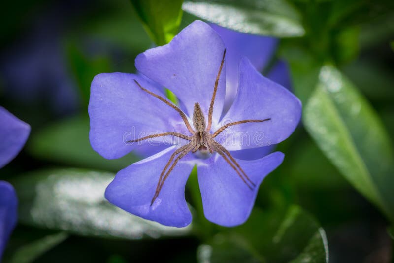 Aranha Grande No Centro Da Flor Azul Da Pervinca Do Vinca Foto de Stock ...
