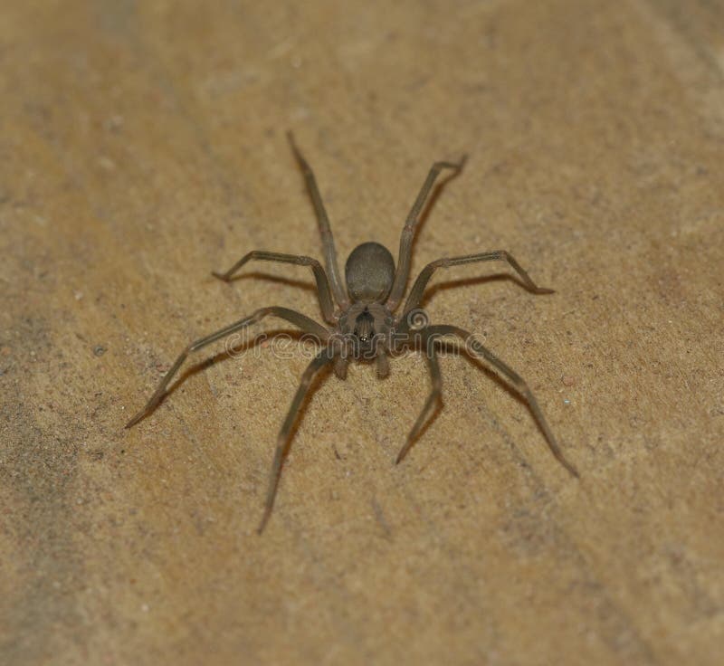 Aranha-marrom Reclusa Em Madeira De Cor Clara Foto de Stock - Imagem de ...