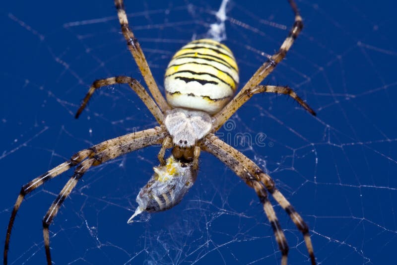 Aranha a comer uma abelha imagem de stock. Imagem de aracnoide - 6216991