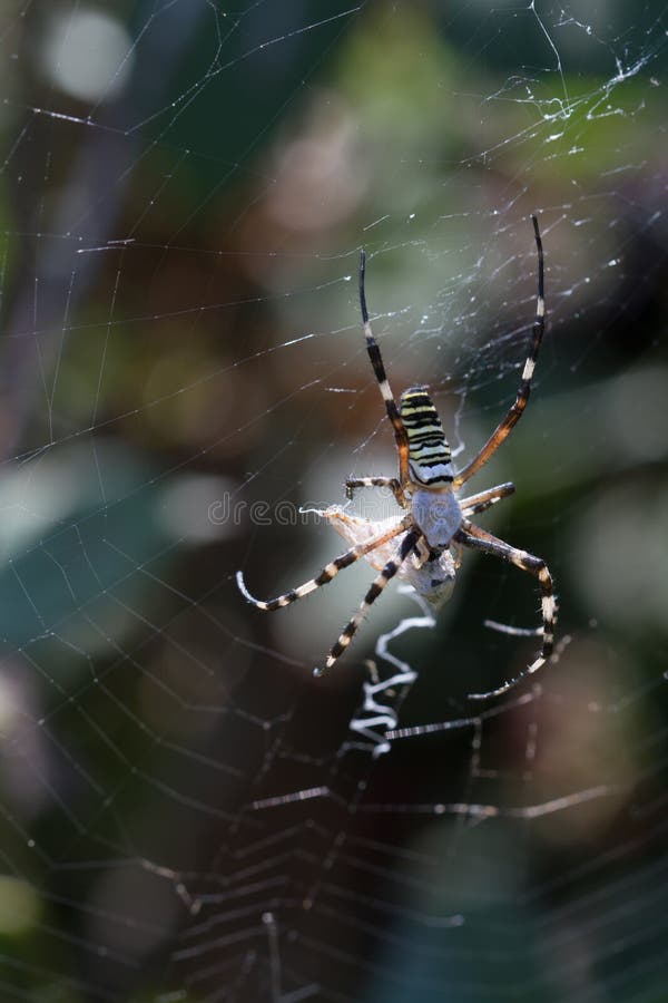 Aranha que envolve o funil imagem de stock. Imagem de forma - 39546219