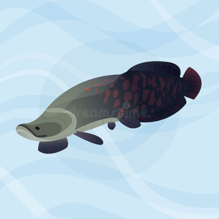 Arapaima Graphic Stock Illustrations – 92 Arapaima Graphic Stock ...