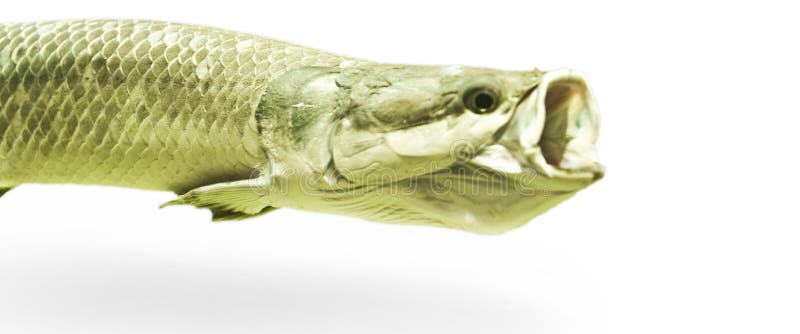 221 Arapaima Fish Photos - Free & Royalty-Free Stock Photos from Dreamstime