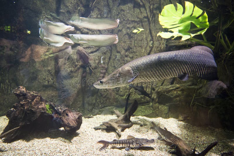 234 Freshwater Fish Arapaima Gigas Stock Photos - Free & Royalty-Free ...