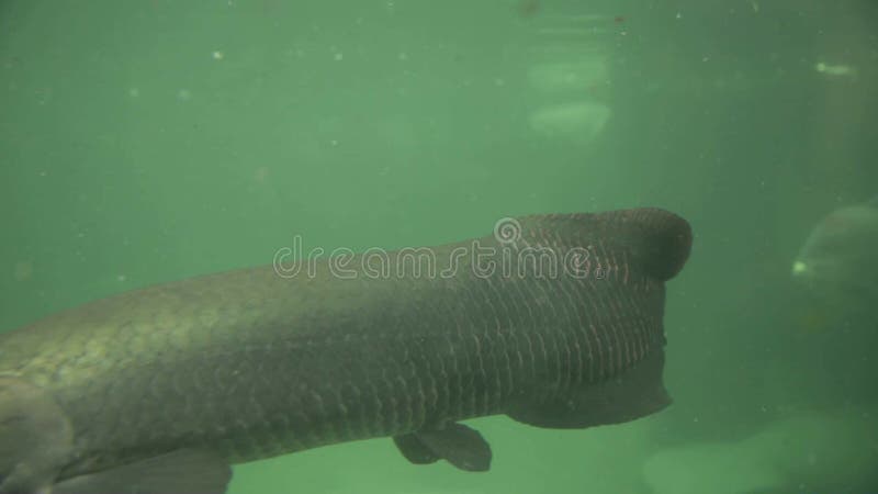 Arapaima Gigas or Pirarucu Fish Swimming in Pond. it Carnivore Native ...