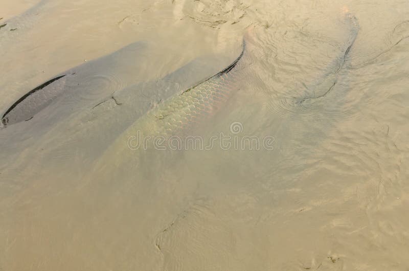 Arapaima Swims on the Surface of the Water. Amazonian Fish Stock Photo ...