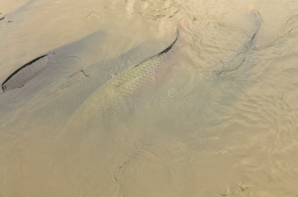 Arapaima Swims on the Surface of the Water. Amazonian Fish Stock Photo ...