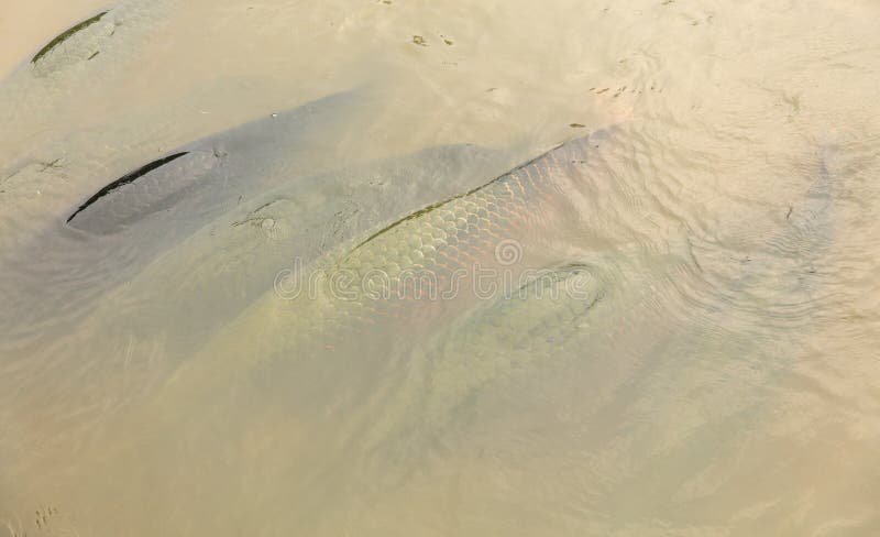 Arapaima Swims on the Surface of the Water. Amazonian Fish Stock Photo ...