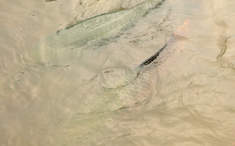 Arapaima Swims on the Surface of the Water. Amazonian Fish Stock Image ...