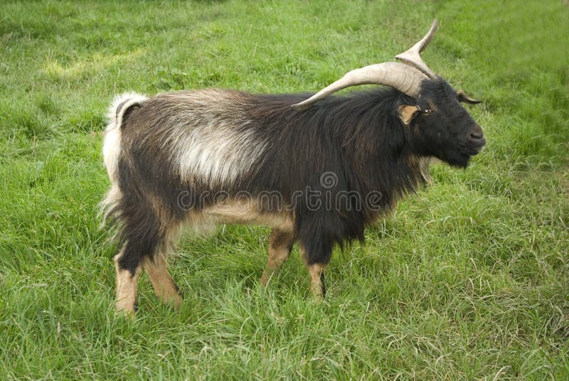 Arapawa Billy Goat stock image. Image of goats, wool - 10990341