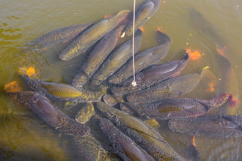 Arapima Fish in a Zoo Pond in Thailand Stock Photo - Image of chordata ...