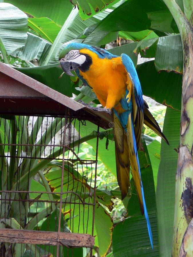 Arara stock photo. Image of psittaciformes, species, brazilian - 1281652