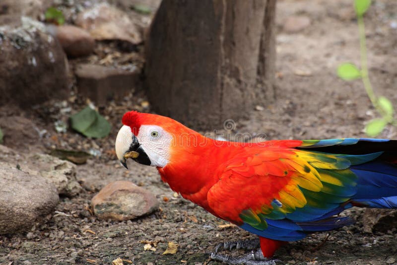 Arara foto de stock. Imagem de pena, beleza, retrato - 32053806