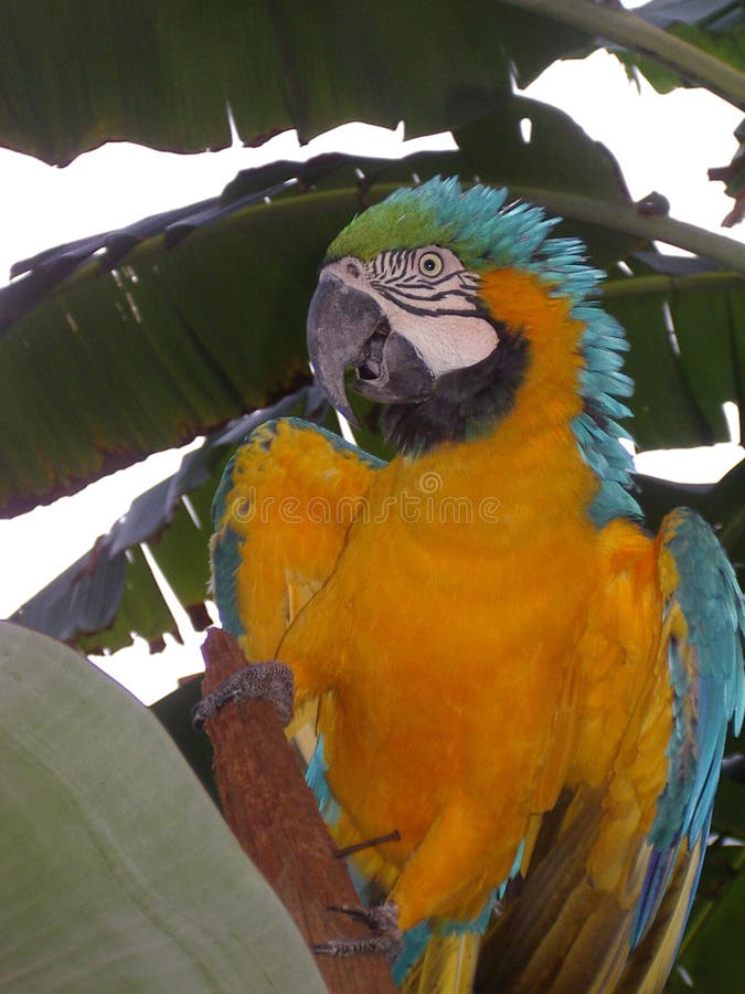 Arara bird stock photo. Image of animal, brazilian, colours - 375884