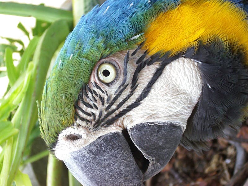 Wild Arara (parrot) stock image. Image of green, feather - 5452649