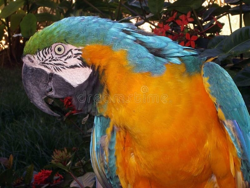 Arara stock image. Image of macaws, birdlists, yellow, hunted - 533587
