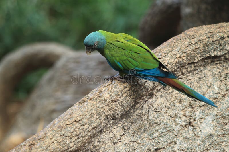 Arara Azul-dirigida imagem de stock. Imagem de américa - 102293925