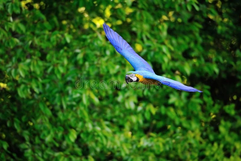 Arara Azul-e-amarela De Voo - Ararauna Das Aros Imagem de Stock ...