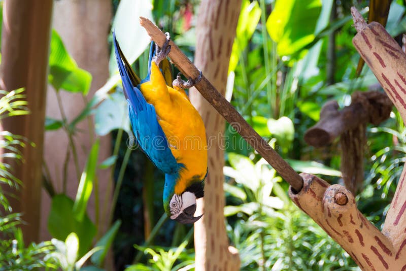 A Arara Azul-e-amarela, Igualmente Conhecida Como a Arara Do Azul-e ...